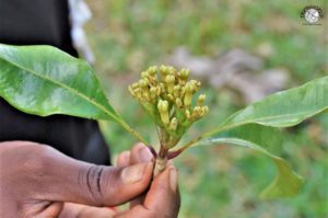 Tour delle Spezie Zanzibar: escursione tra spezie e frutti - TRIPINWORLD