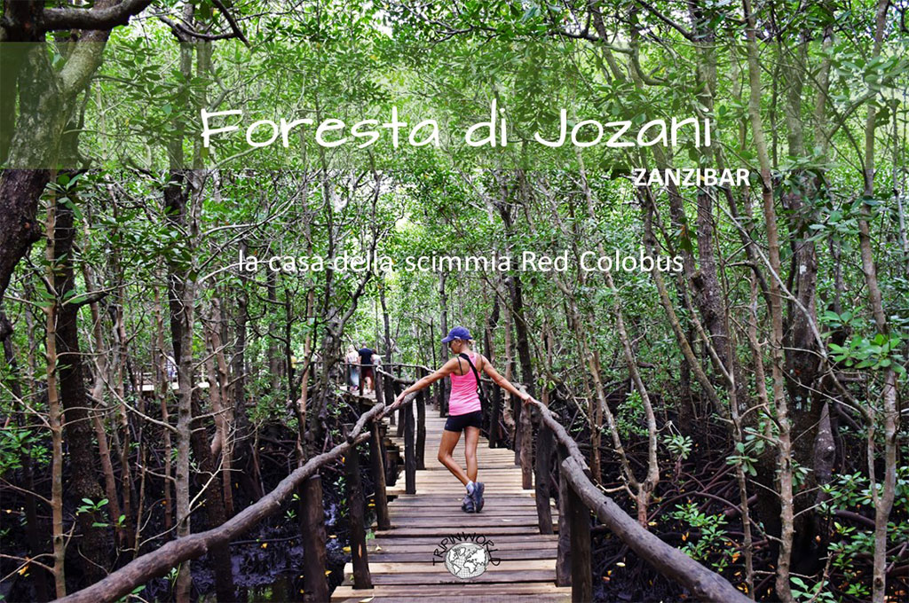 Foresta di Jozani Zanzibar: la casa della Red Colobus - TRIPINWORLD