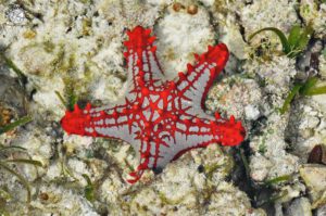 Stelle marine di Zanzibar: animali delicati - TRIPINWORLD