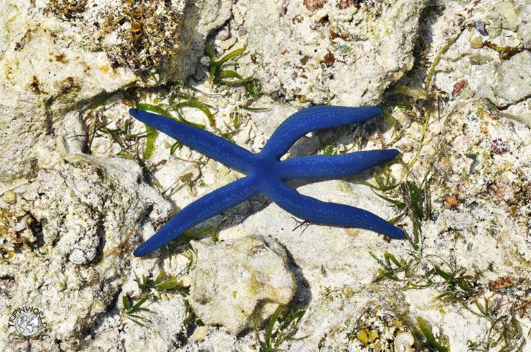 Stelle marine di Zanzibar: animali delicati - TRIPINWORLD