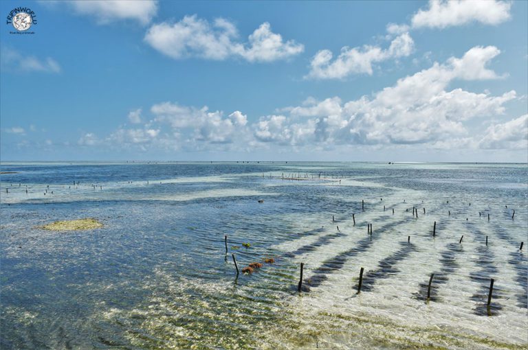 Matemwe Zanzibar: cosa fare e cosa vedere - TRIPINWORLD